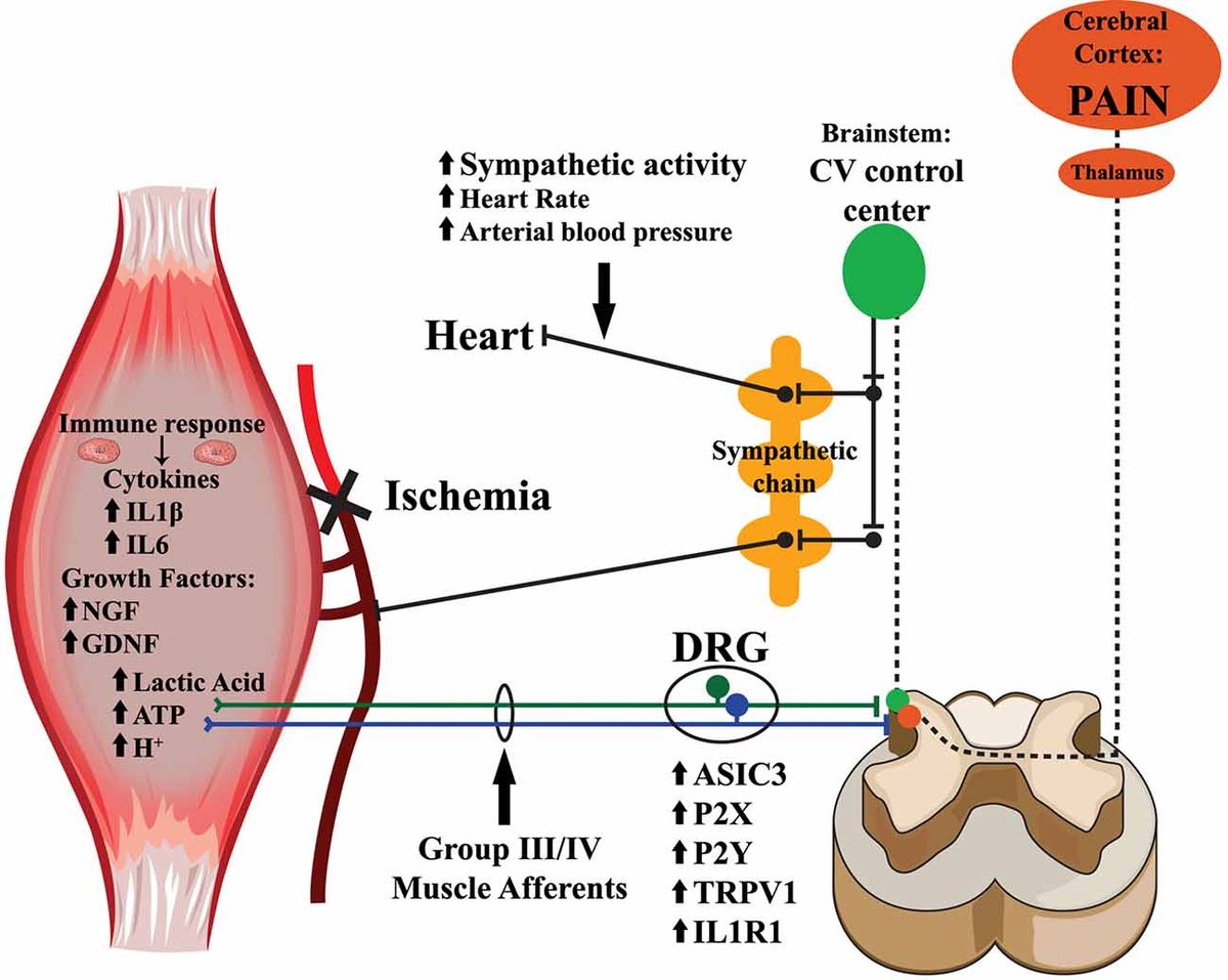 peripheral mechanisms