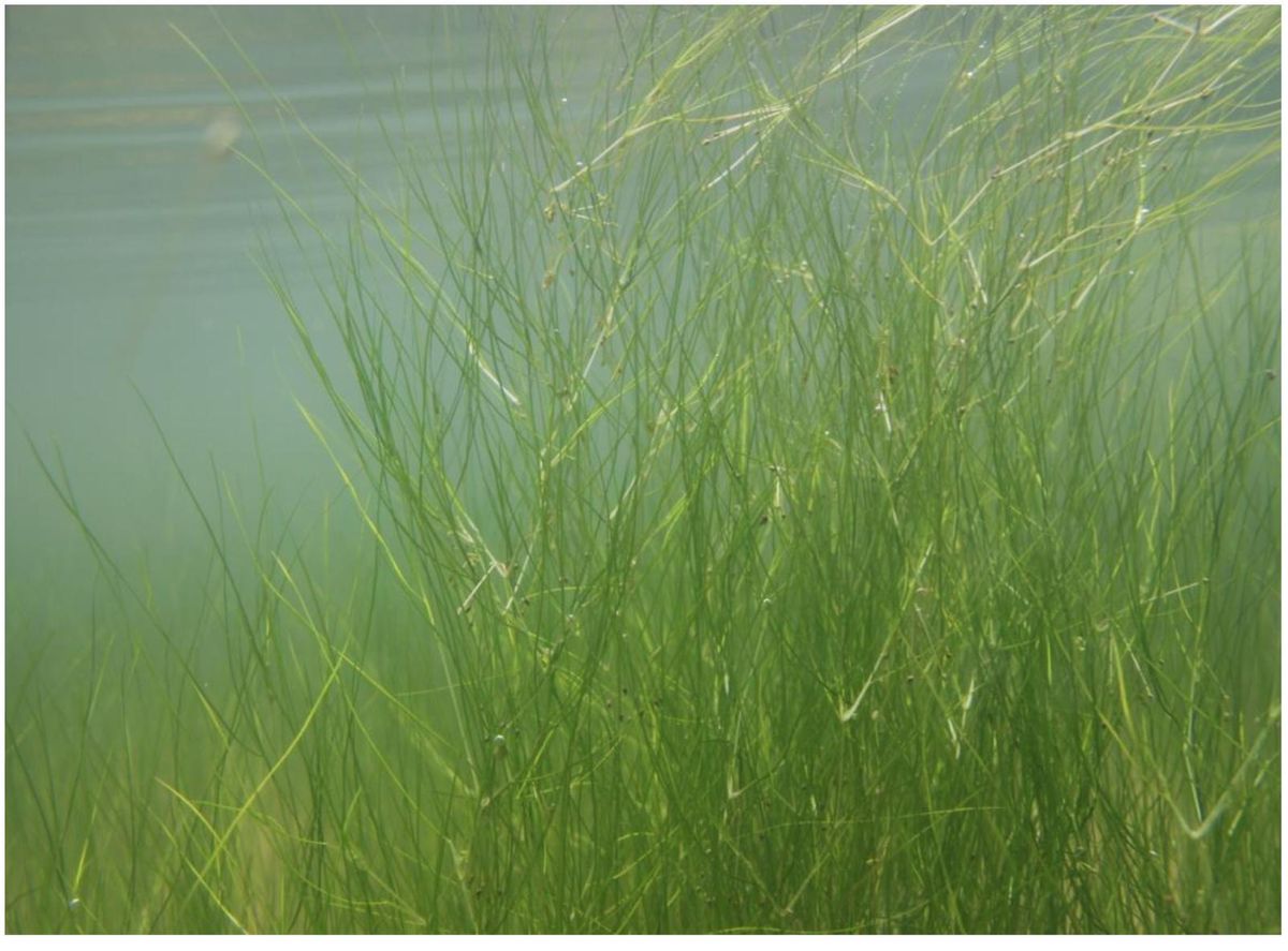 ruppia maritima salinity