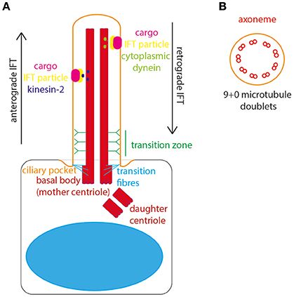 cilia structure 9 2