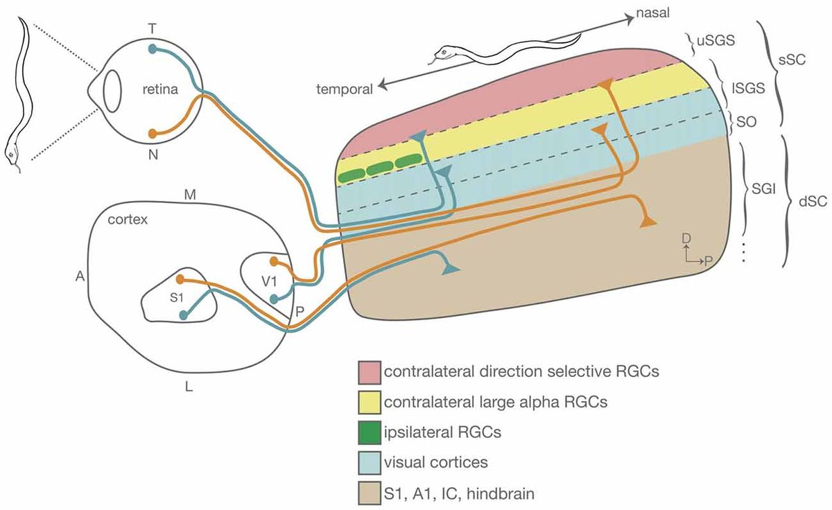 facial colliculus function