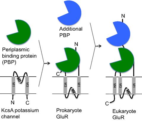 periplasmic binding protein