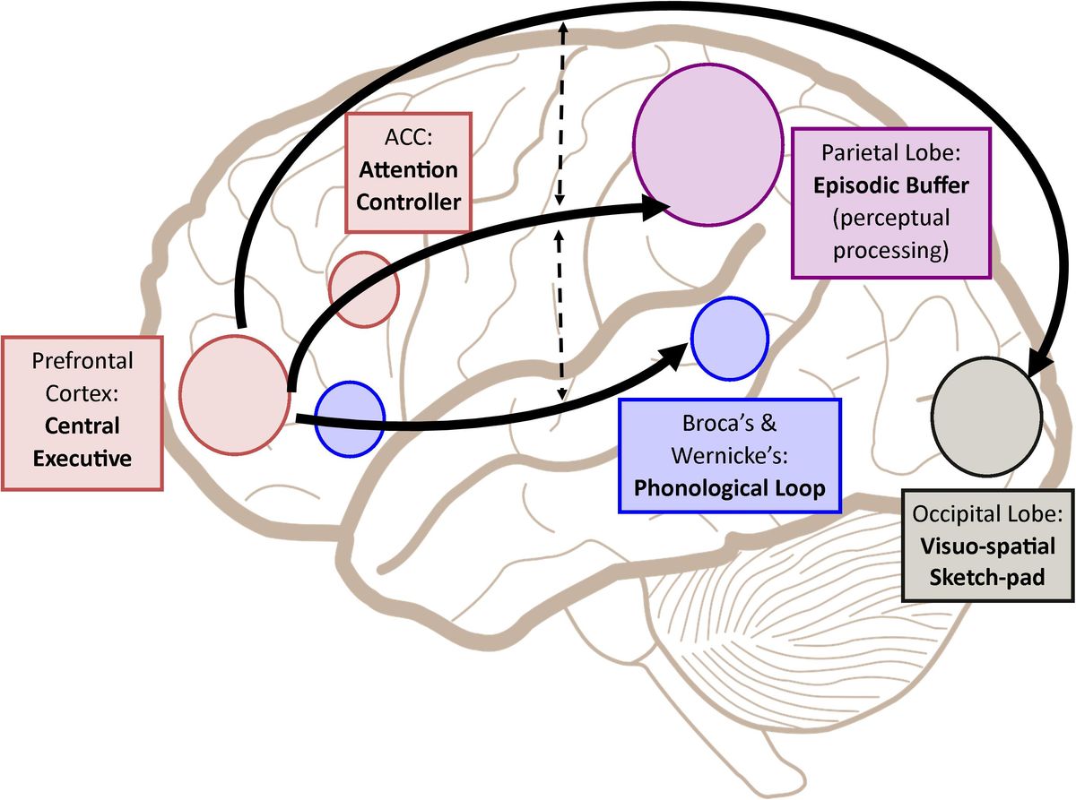 working memory decay