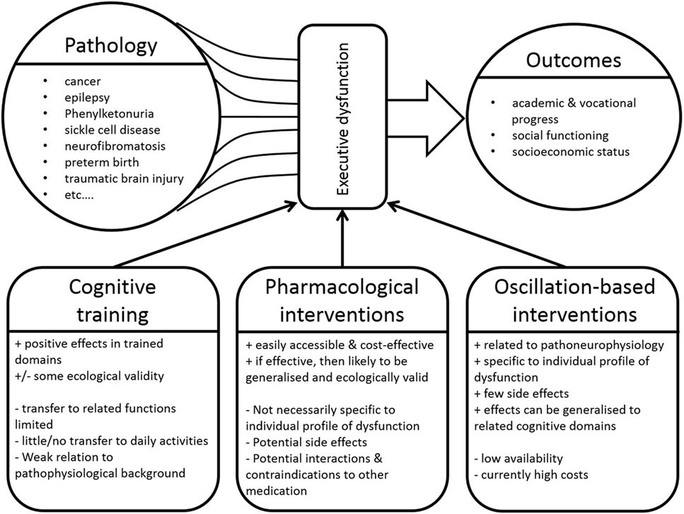 executive function in babies