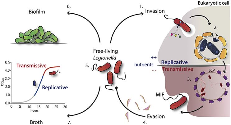 pathogen life cycle