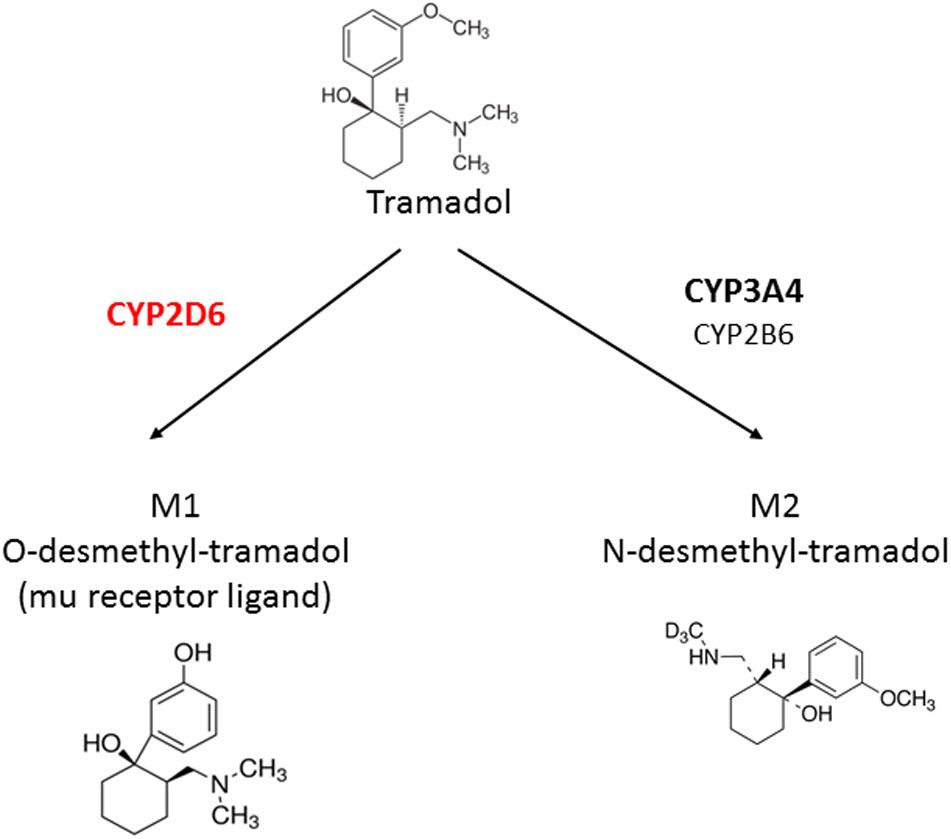 codeine metabolism cyp