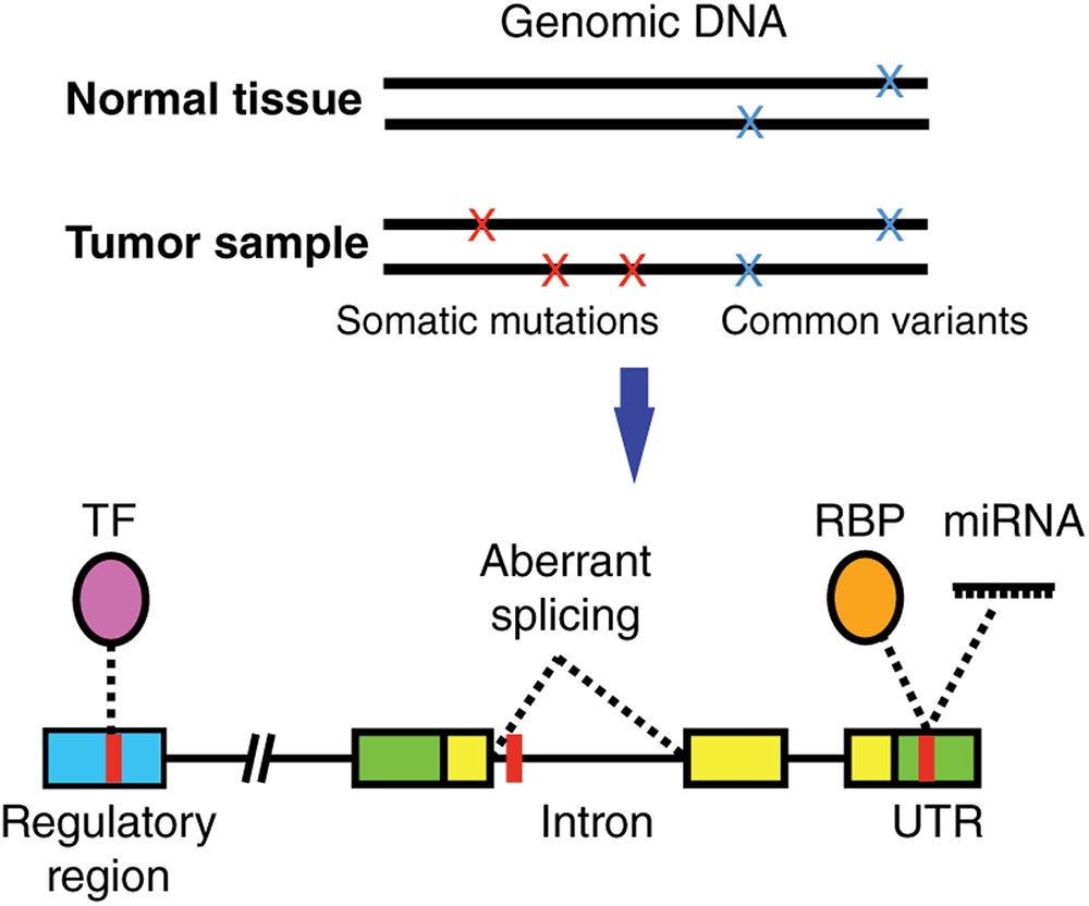 non coding dna