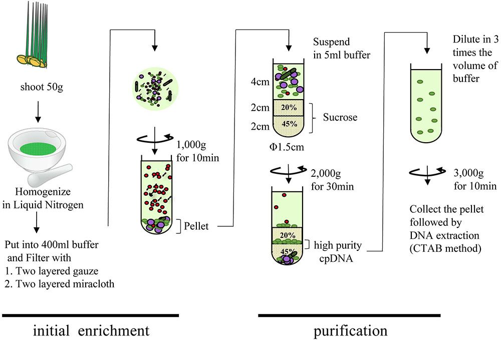 chloroplast extraction