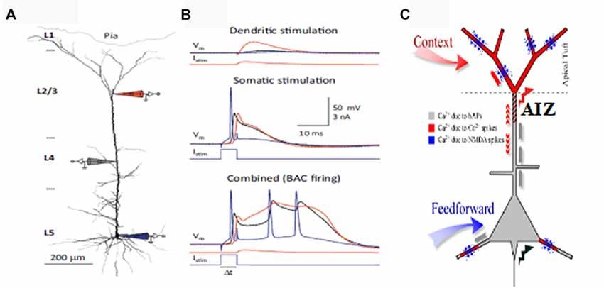pyramidal neurons function