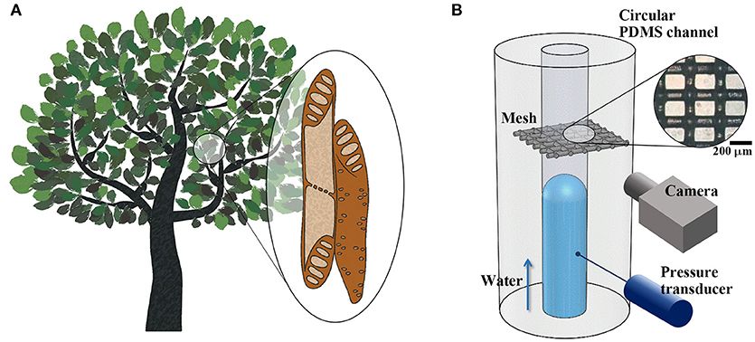 vessel elements in plants