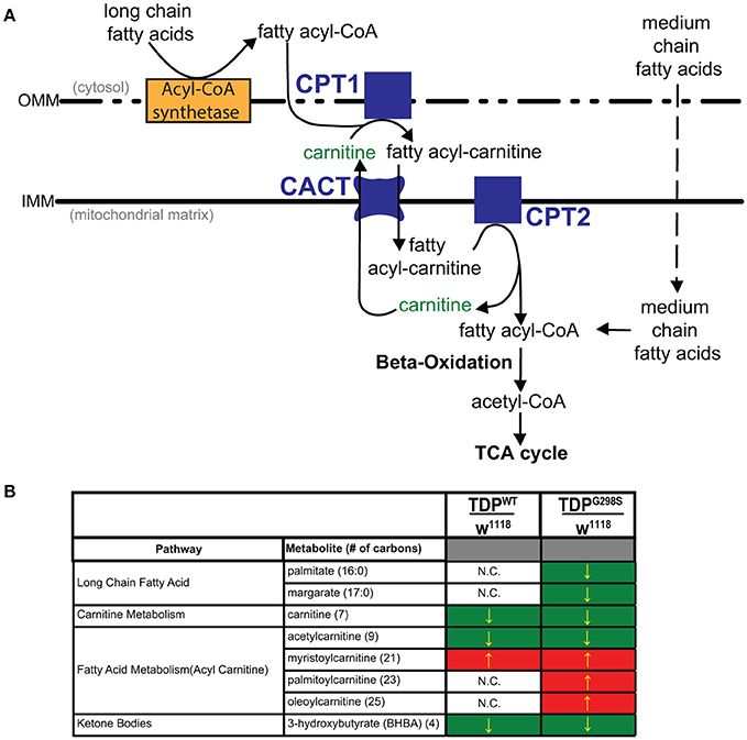 beta oxidation carnitine shuttle