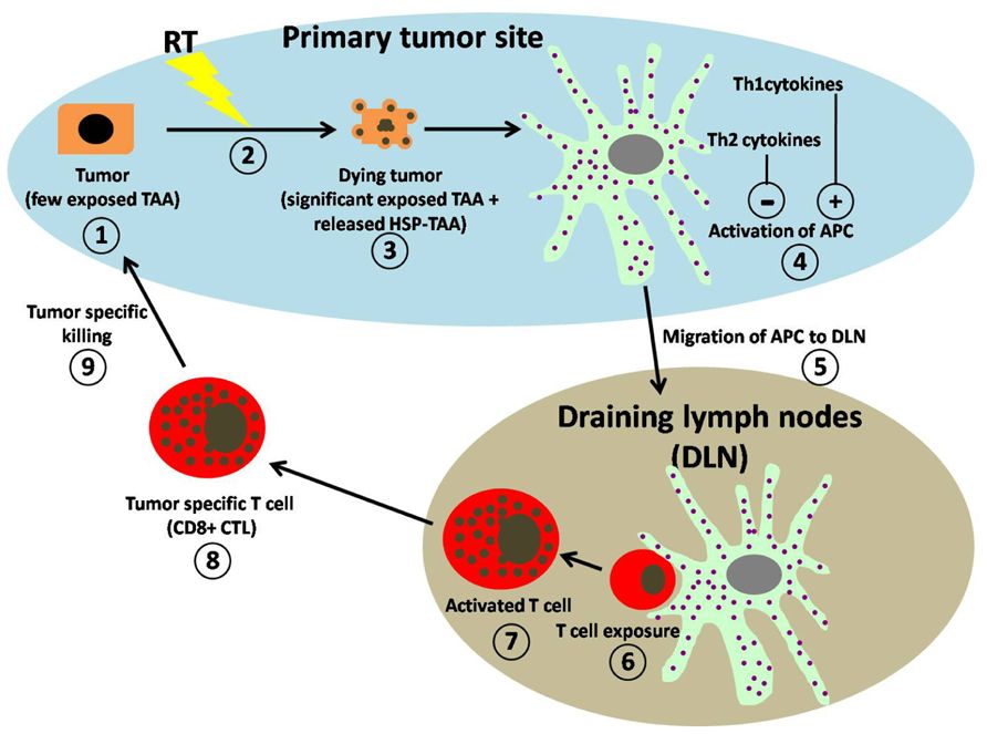 effects of cancer radiation