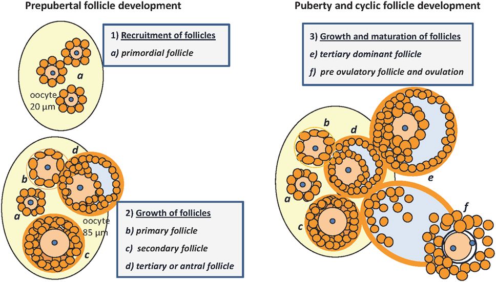 what is primordial follicle