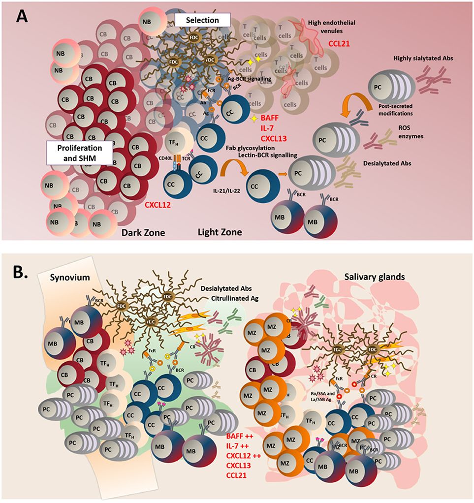 tertiary lymphoid tissue