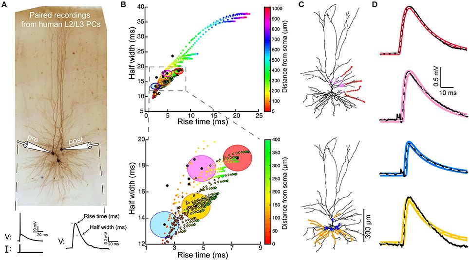 pyramidal neuron morphology
