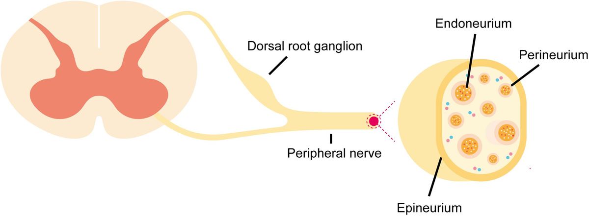 peripheral nerve structure and function