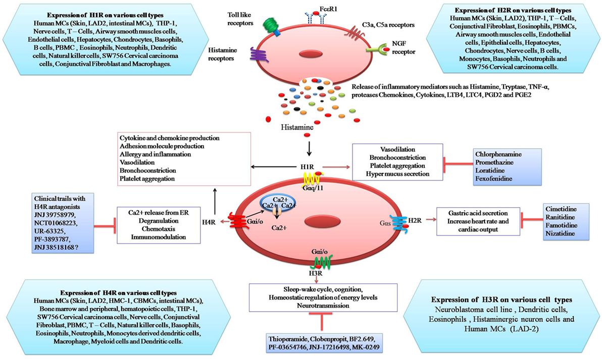 histamine structure name