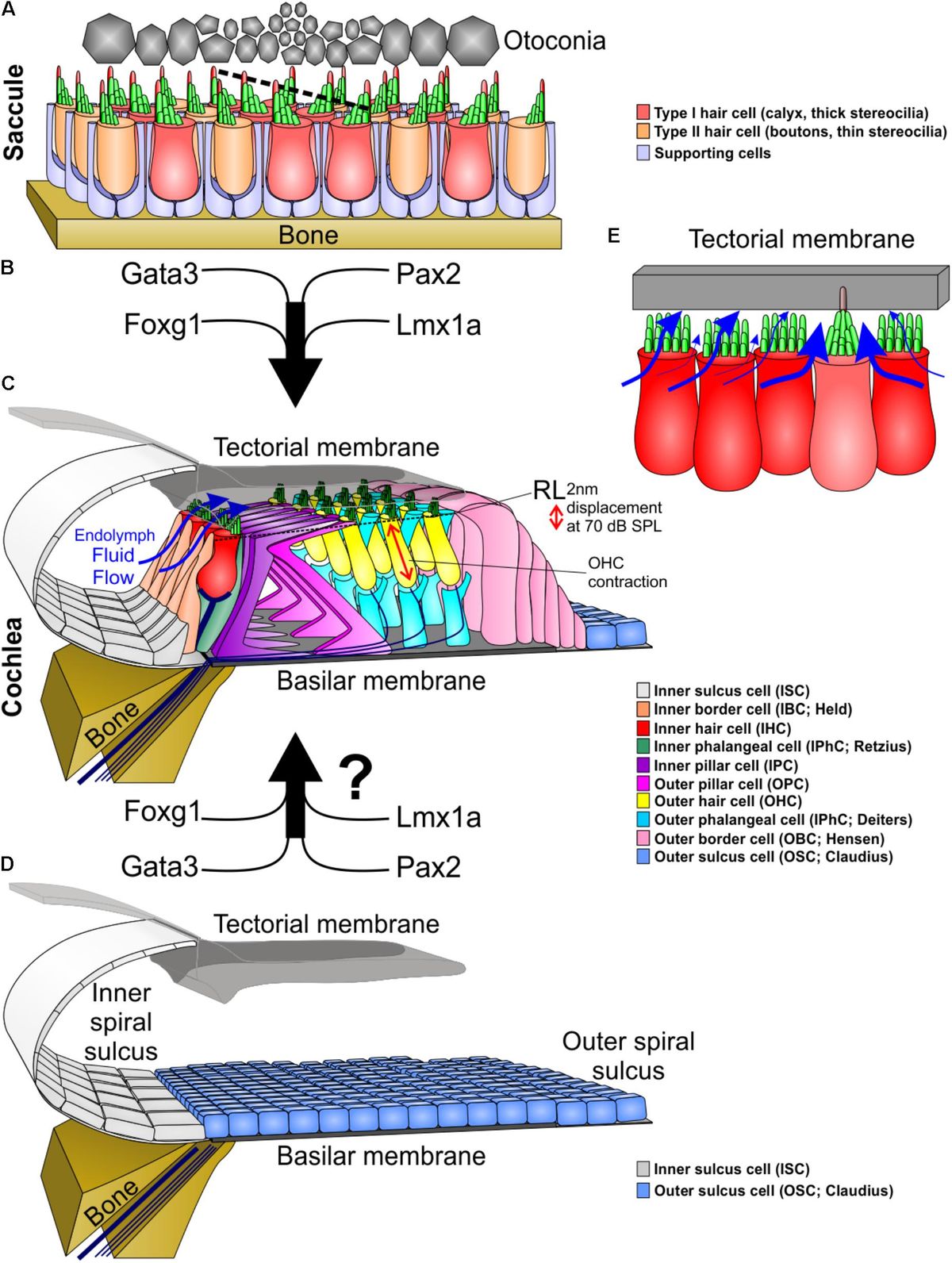 how does the basilar membrane work
