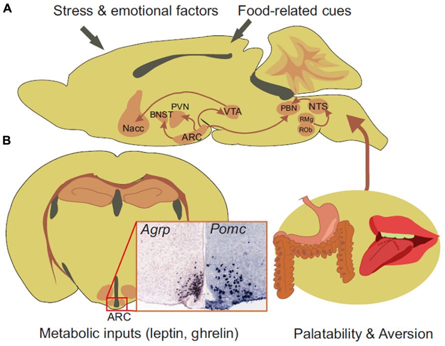 agrp neurons function