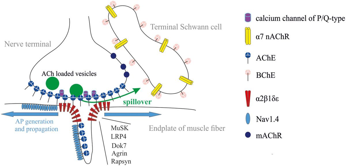 acetylcholinesterase structure and function