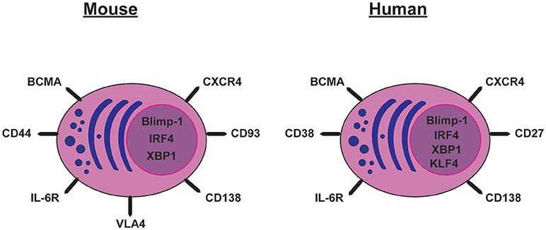abnormal plasma cell markers