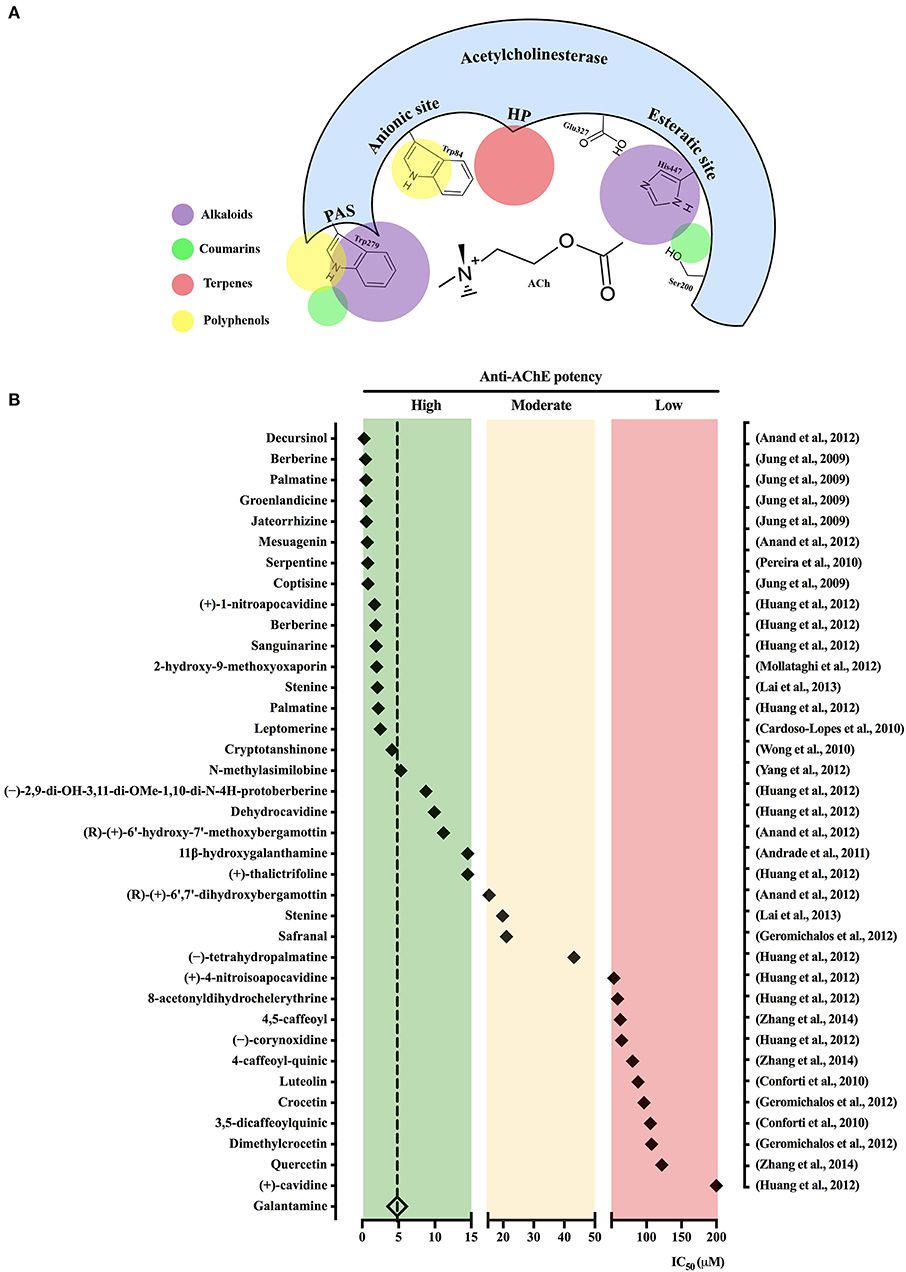 acetylcholinesterase structure and function