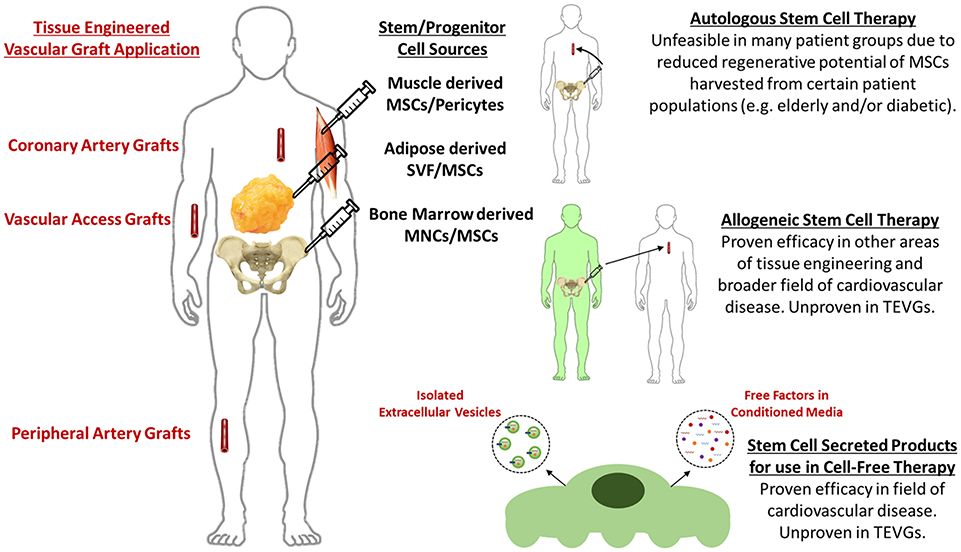 human vascular tissue