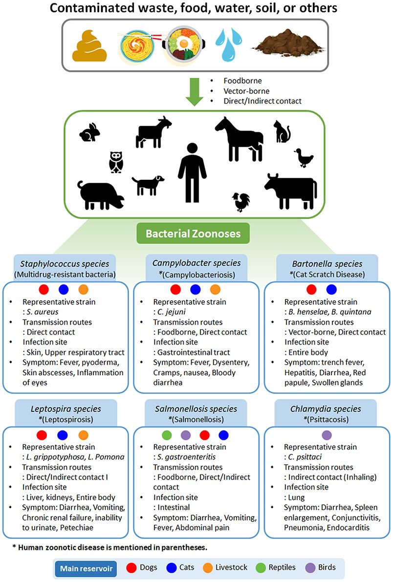 bacteria examples in animals