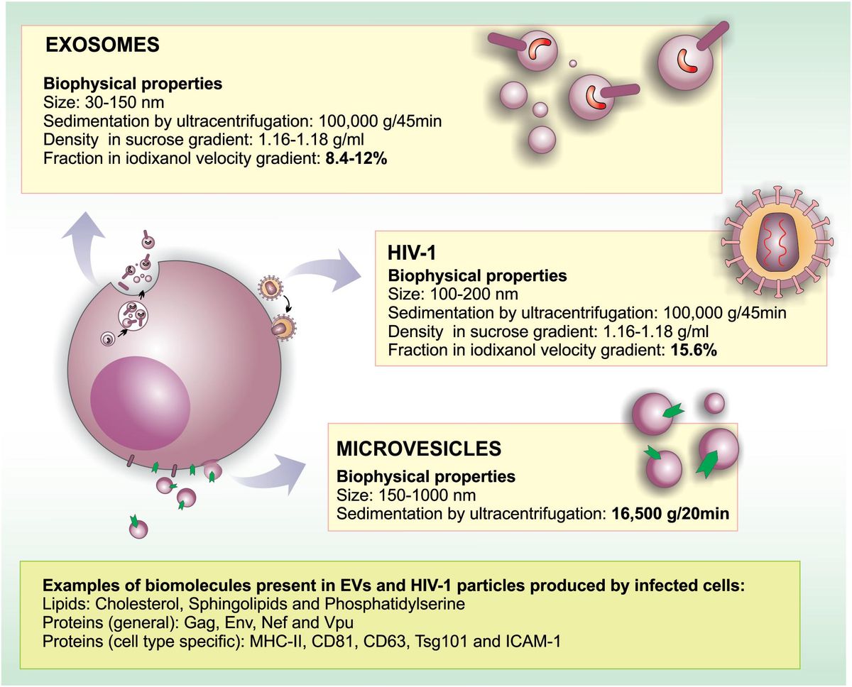 microvesicles size