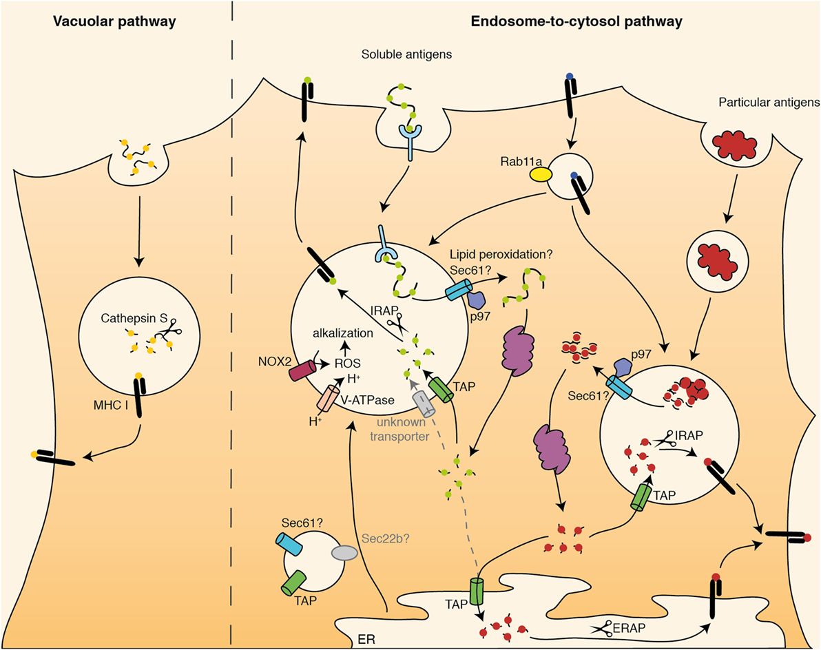 dendritic cells antigen presentation