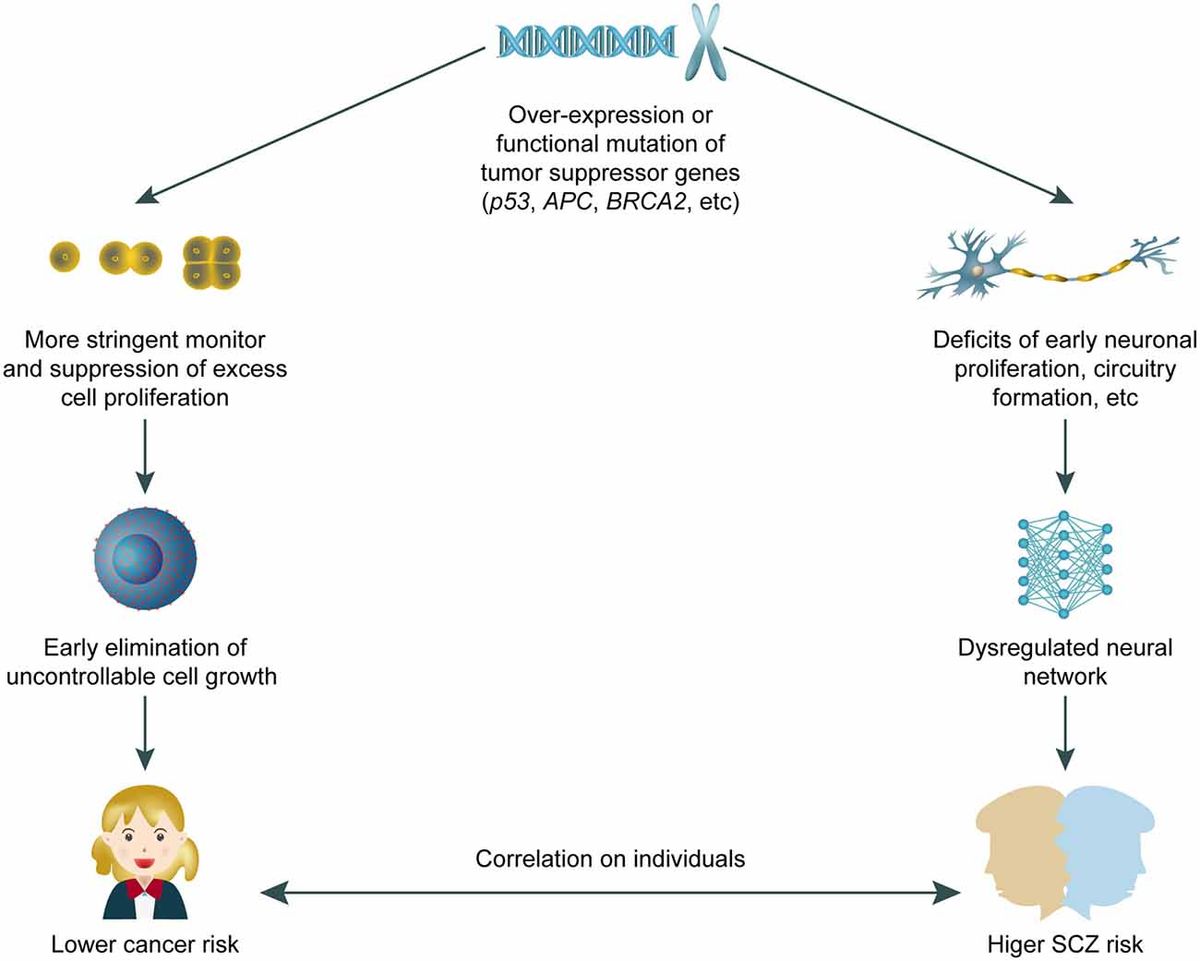 tumour suppressor gene example