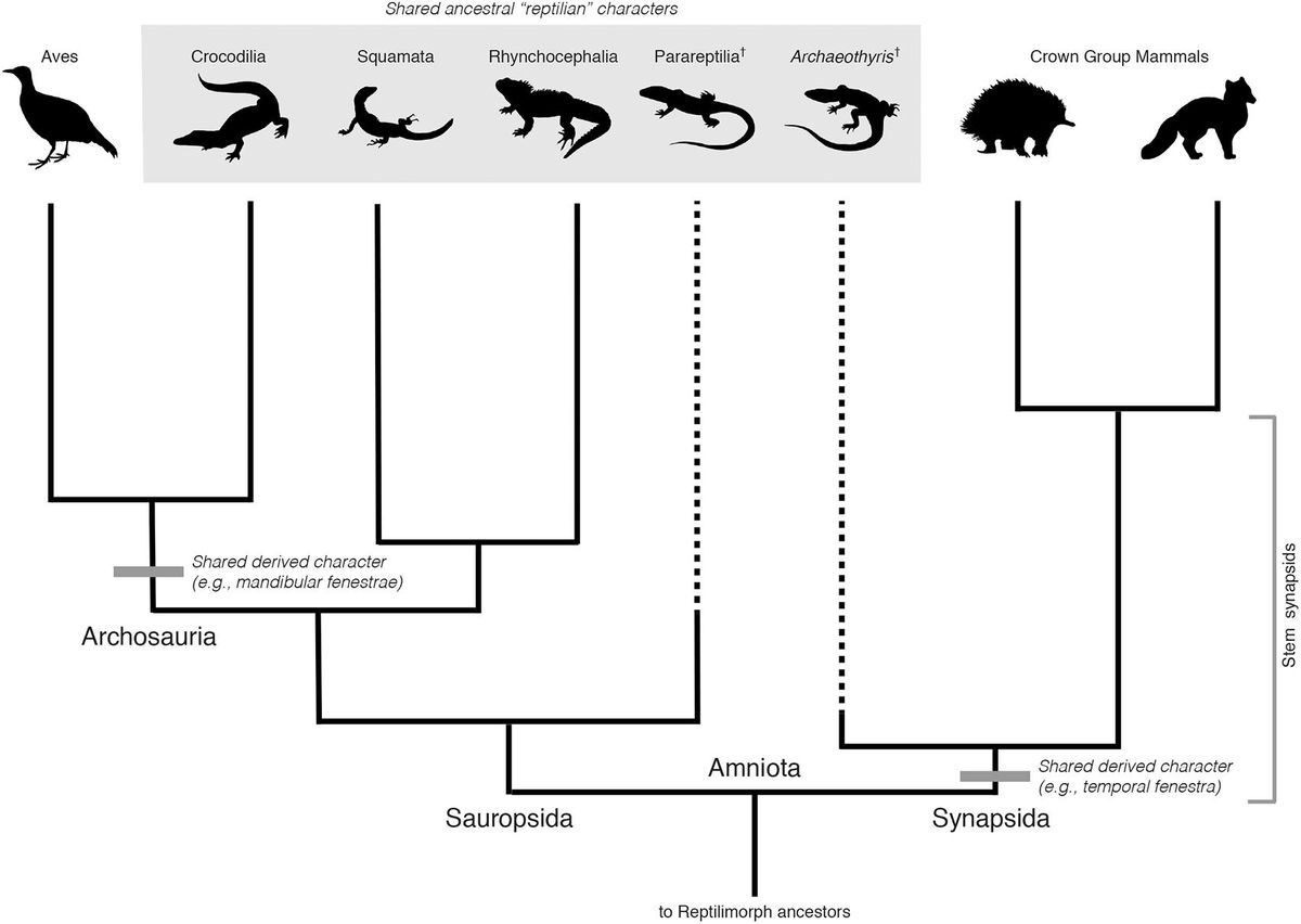 archaebacteria eubacteria and eukaryotes