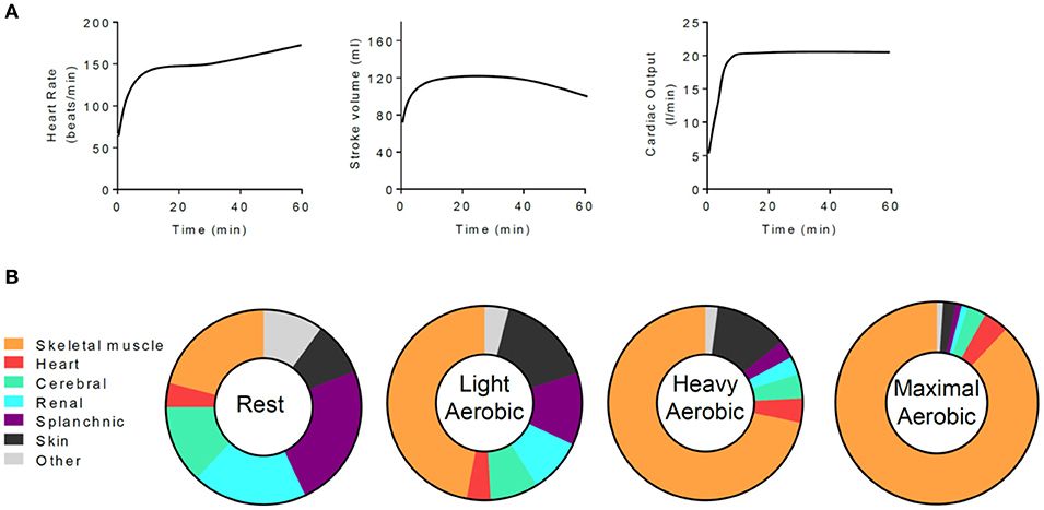 plasma volume during exercise