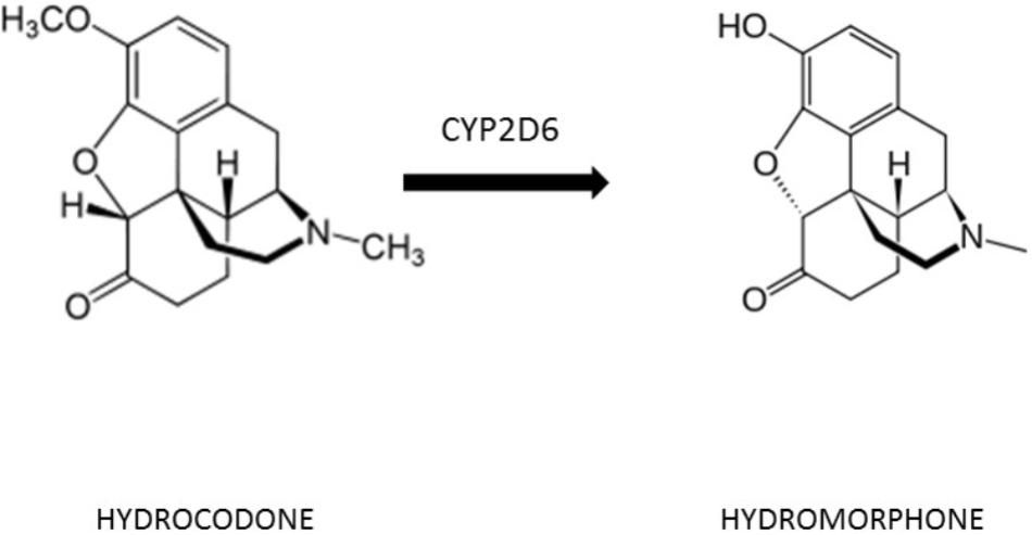 hydrocodone effects timeline