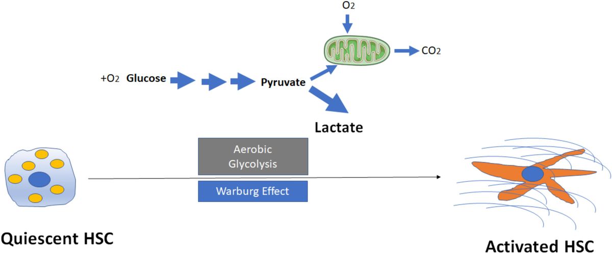 hepatic stellate cells function