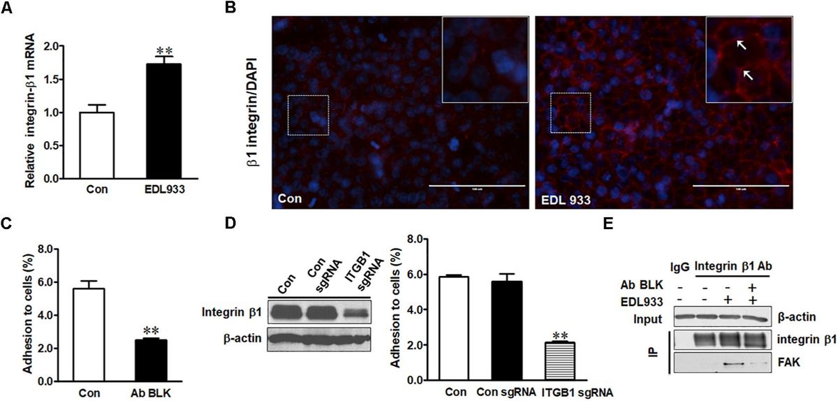 e coli adhesion