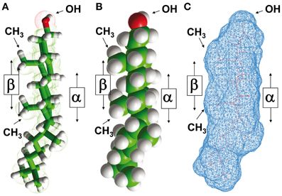cholesterol molecule function