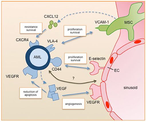 bone marrow microenvironment aml