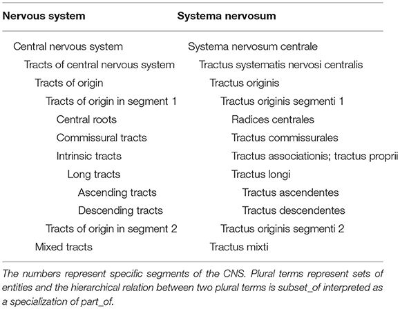 central nervous system terms