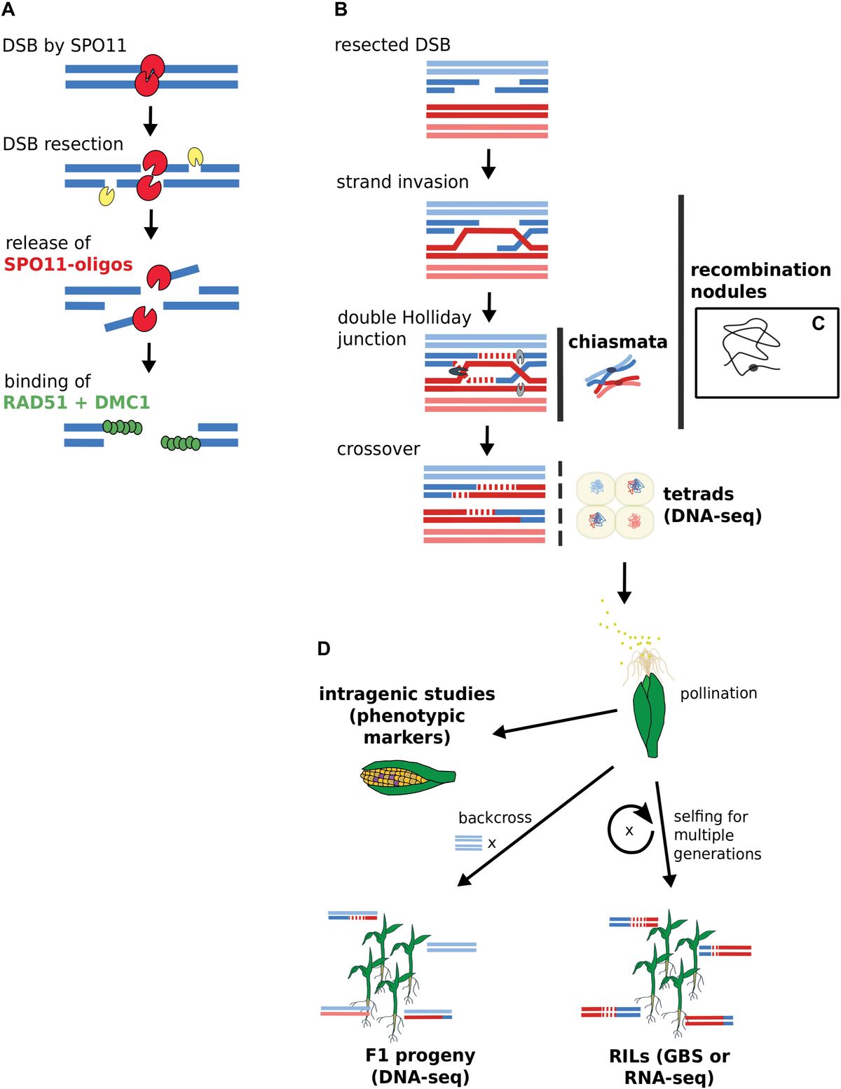 recombination nodules function