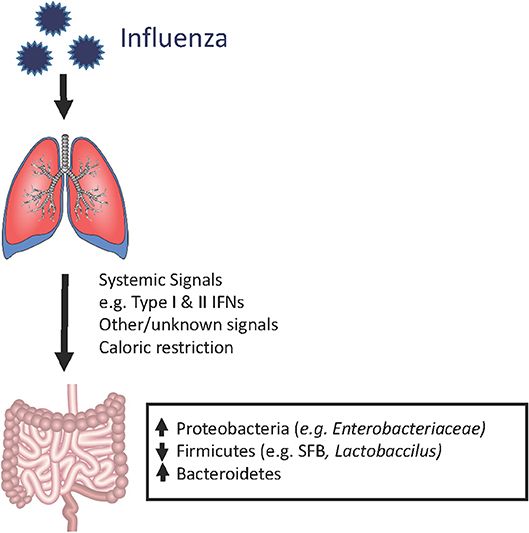 what does pneumonia virus look like
