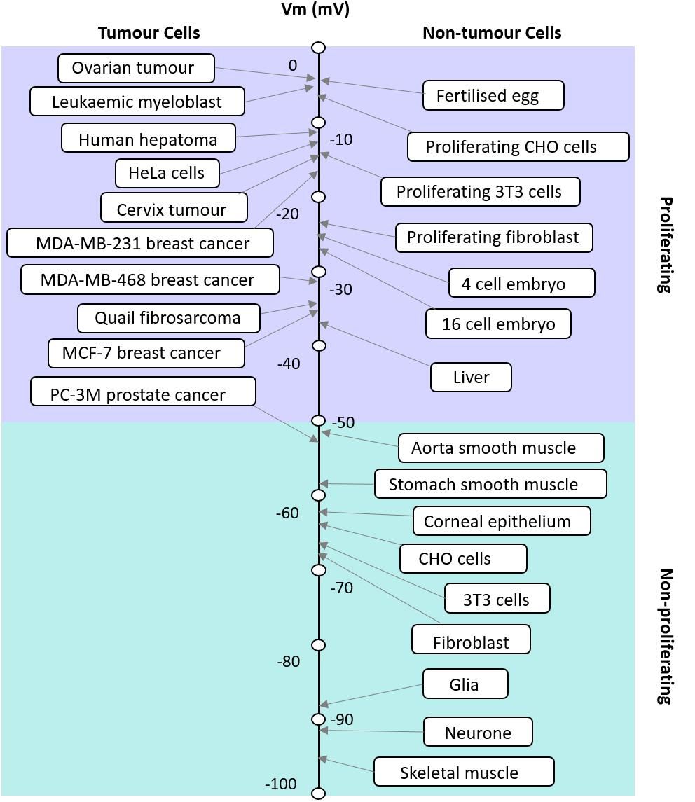 action potential cell membrane