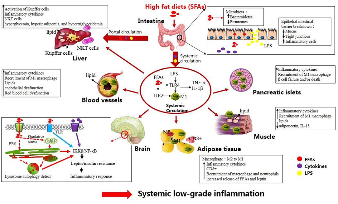 high fat diet risks