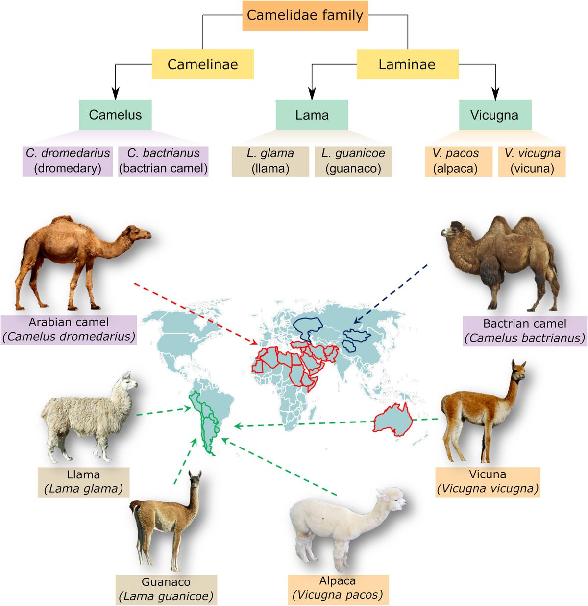 camel adaptations bbc bitesize