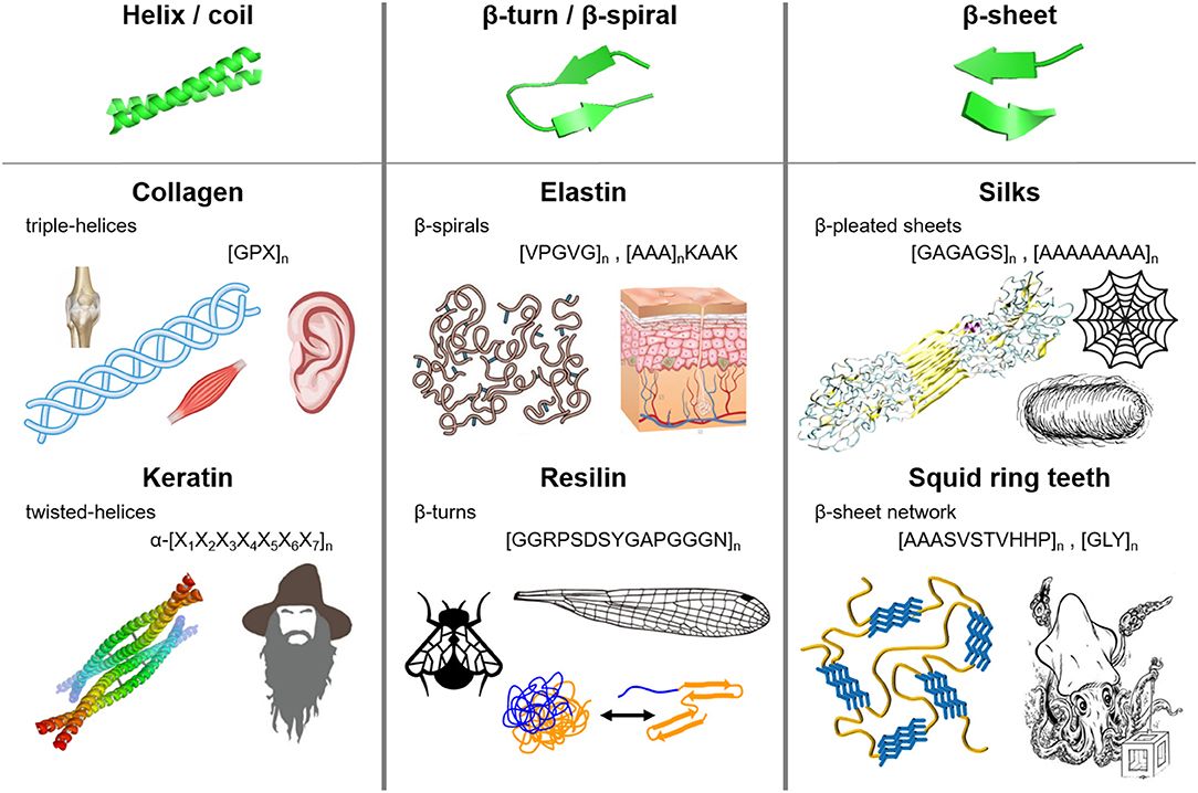 squid teeth protein