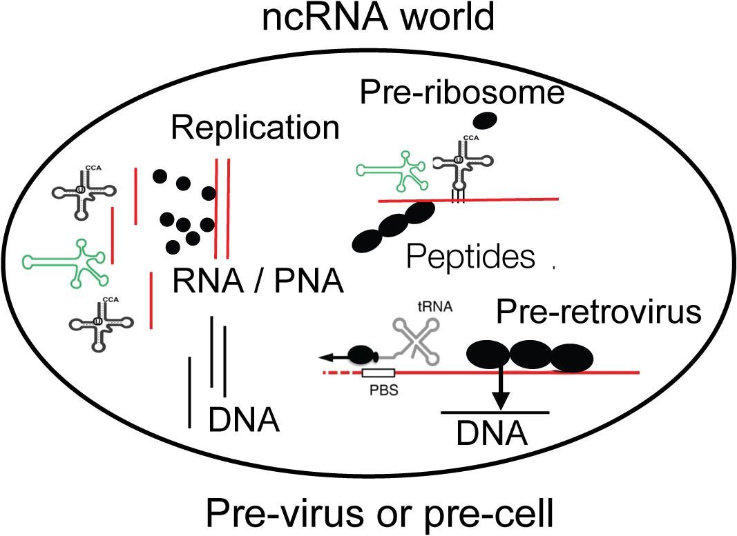retrovirus replication