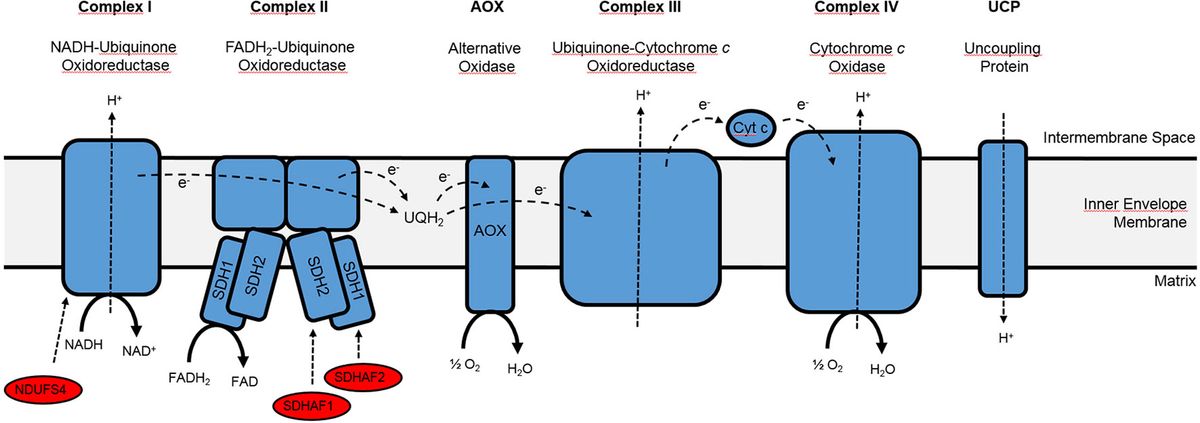 nadh oxidase complex