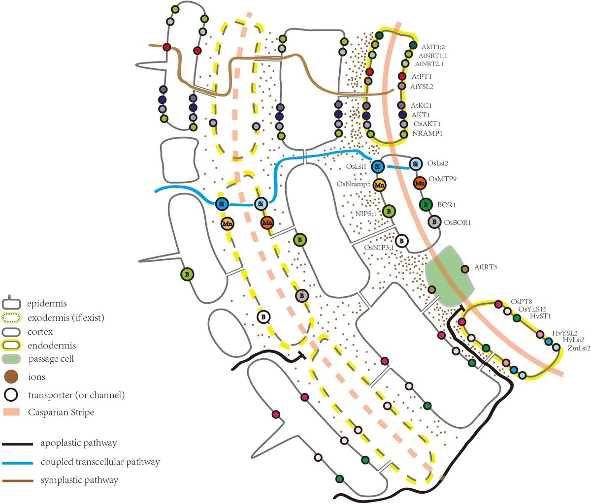endodermis plants function