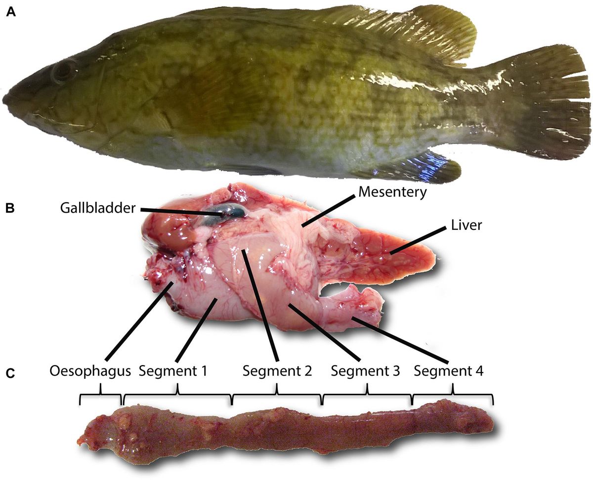 fish good for gallbladder
