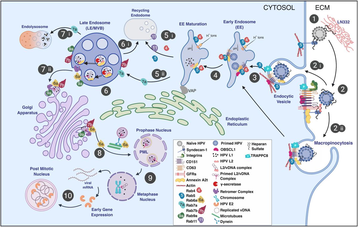 hpv cell cycle