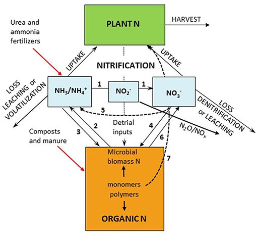 nitrification rate equation